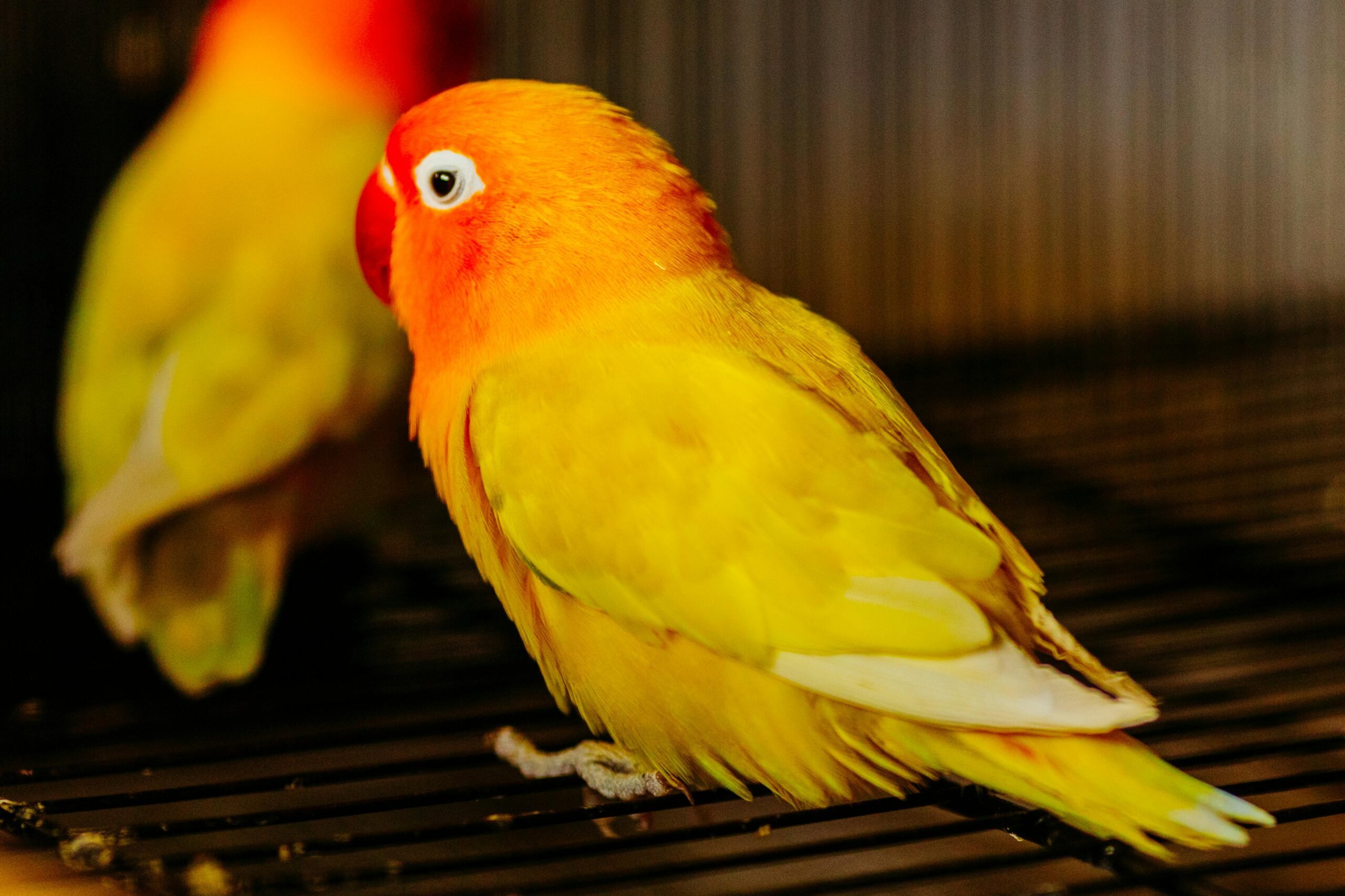 Pájaros - Brian Started the Fire
